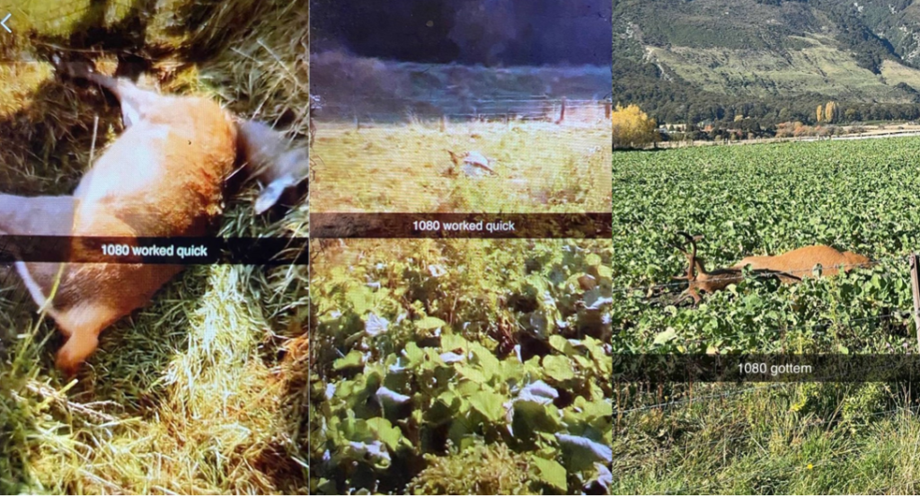 1080 POISON PELLETS ON WALKING TRACKS, DEER CARCASSES ON FARMLAND IN ...